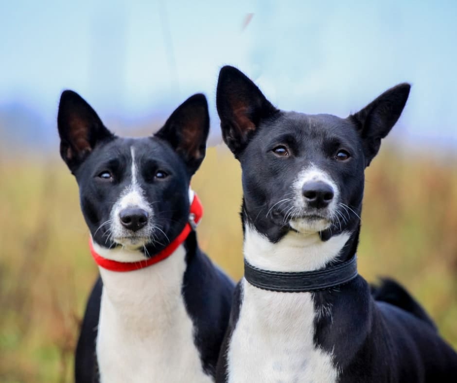 Basenji - Afriški pes, ki ne laja » Pasji.Net